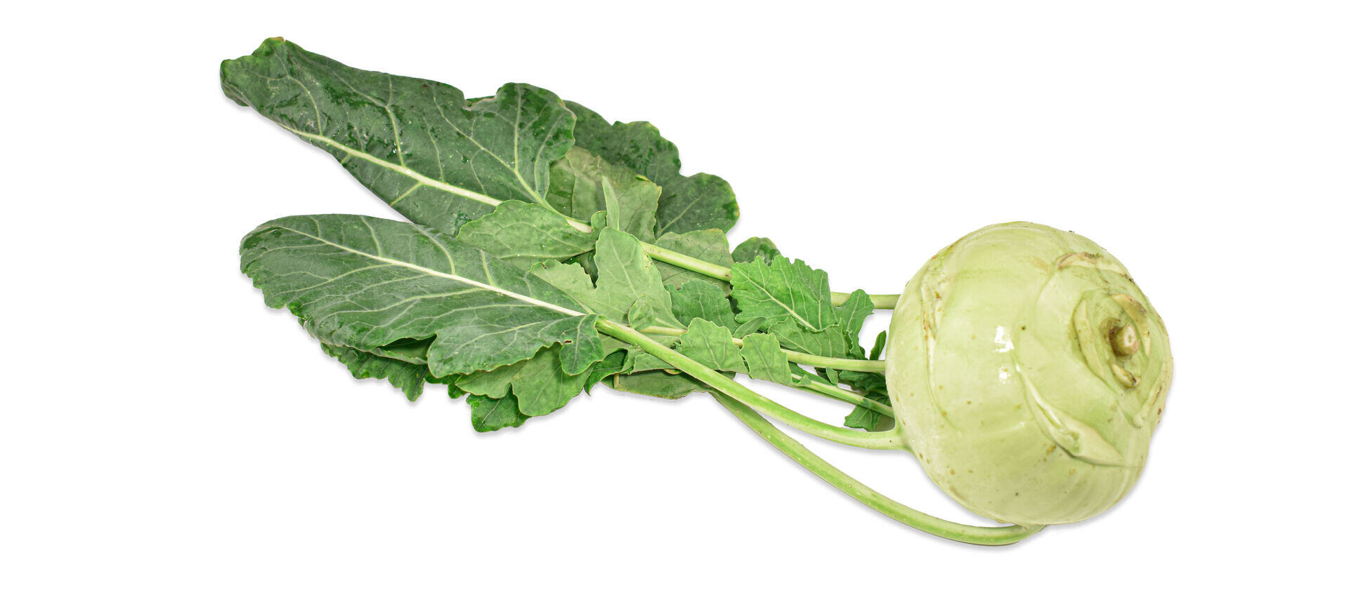 Home [polakstuinderij.nl]